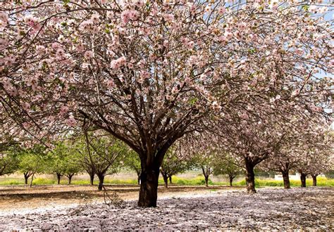 Amygdalus communis - Изображение особи - Плантариум