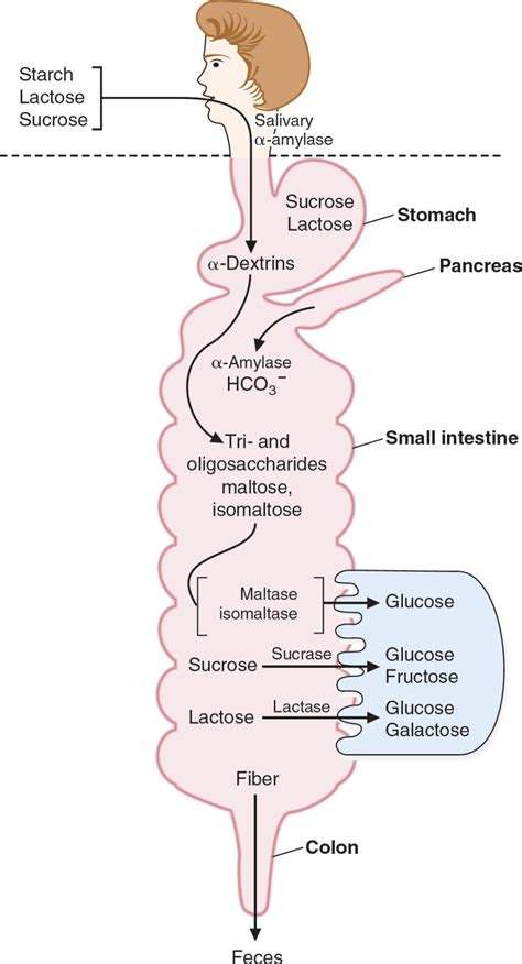 Digestion And Absorption Of Carbohydrates Concise Med