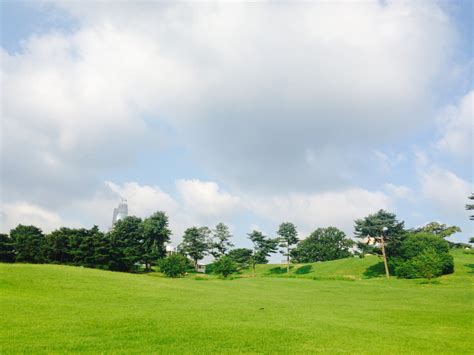 무료 이미지 경치 자연 잔디 수평선 구름 구조 식물 하늘 목재 들 목초지 대초원 햇빛 언덕 녹색