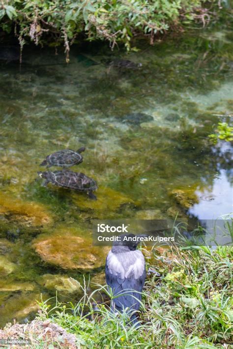물속에서 수영하는 거북이와 함께 연못 가장자리에 서 있는 두건을 쓴 까마귀 0명에 대한 스톡 사진 및 기타 이미지 Istock