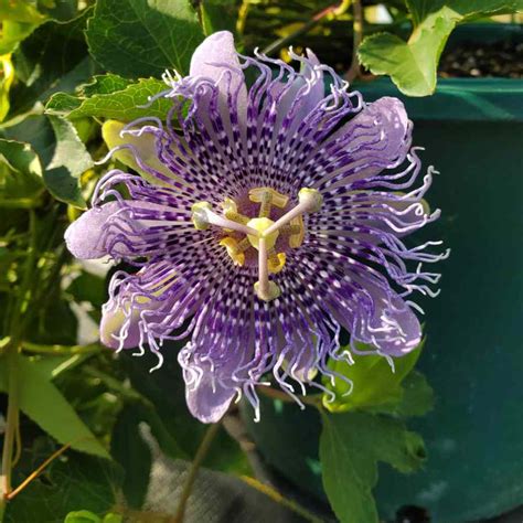 Buy Spectacular Passion Flower Plants Snowdrop Farm
