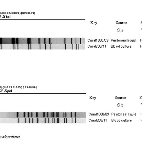 Pulsed Field Gel Electrophoresis Pfge Dendrogram Of The Genetic