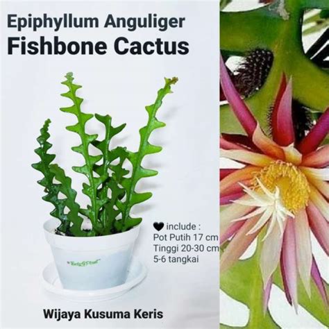 Promo Epiphyllum Anguliger fishbone Cactus wijaya Kusuma Keris ðÿ ðÿ