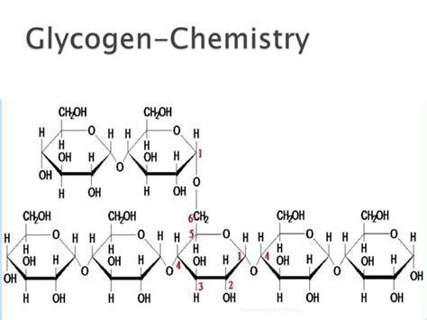Glycogen Metabolism Pptx