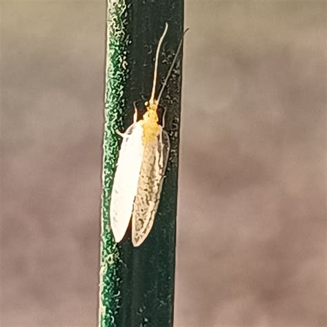 Photo Hemerobius Humulinus