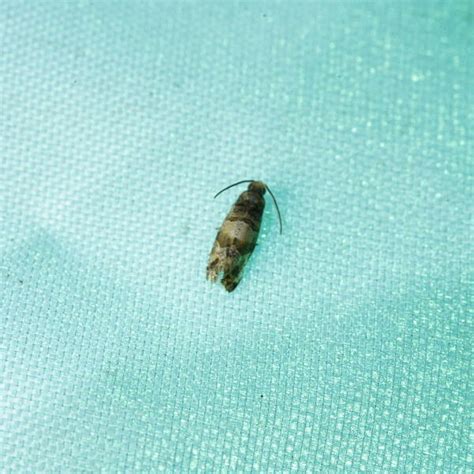 인동애기잎말이나방