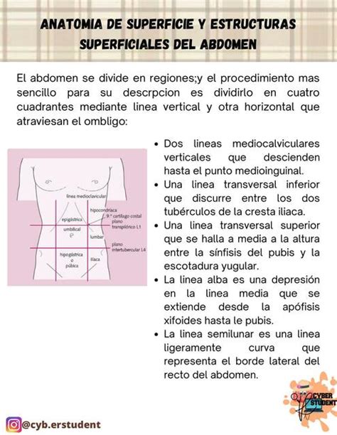 Anatomía De Superficie Y Estructuras Superficiales Del Abdomen Cyber