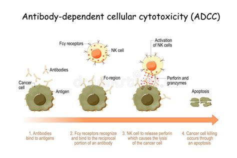 Cancer Cell And Natural Killer Nk Cells Stock Vector Illustration Of