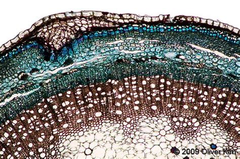 Microscopic Wood Anatomy Microscopic Photography Patterns In Nature