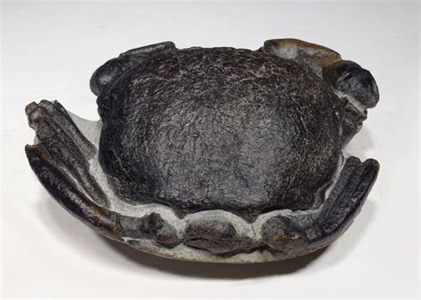 Crab Fossil Tumidocarcinus Giganteus New Zealand Stone Crabs