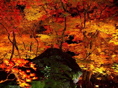 秋の特別拝観が見逃せない！紅葉が美しい京都「宝厳院」 Icotto（イコット）