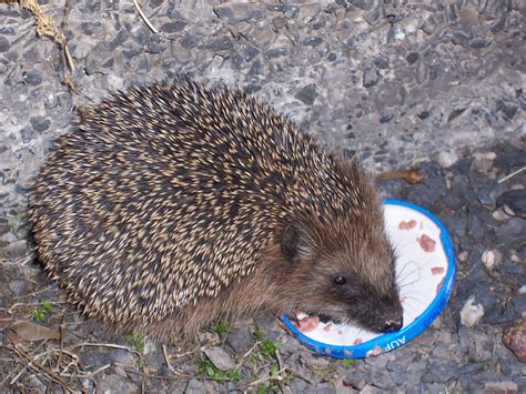 Igel 2 4 2005