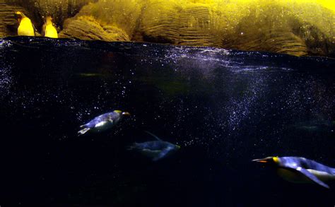 Penguins Indira Chatterjee Flickr