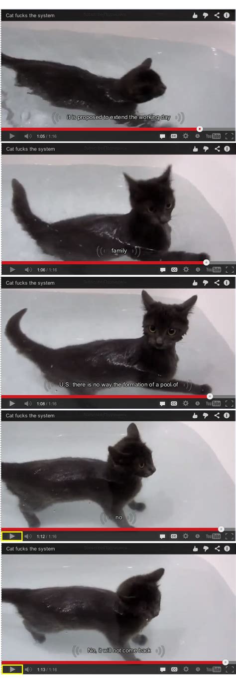 Cat Fucks The System Rvideos