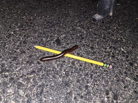 What Is This Bug Virginia Rwhatisthisbug