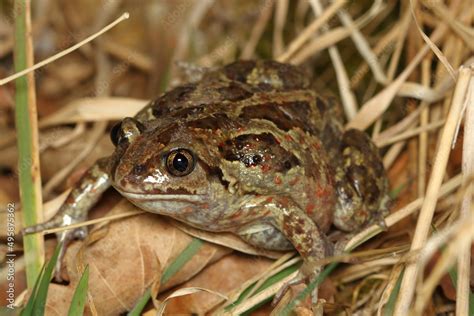 Foto De The Common Spadefoot Garlic Toad The Common Spadefoot Toad