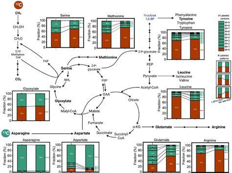 13 C Labeling Patterns Of Key Metabolites Under The Conditions Of 150