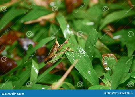 Grasshopper In Green Grass Stock Image Image Of Green 212752367 Grasshopper In Green Grass Stock Image Image Of Green 212752367