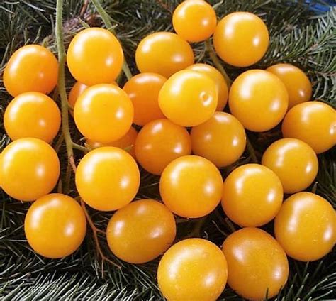 Желтый черри с картофельным листом (Yellow Cherry Potato Leaf) Русский ...