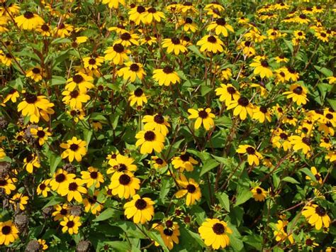 RUDBECKIA TRILOBA L. – třapatka trojlaločná / rudbekia | BOTANY.cz