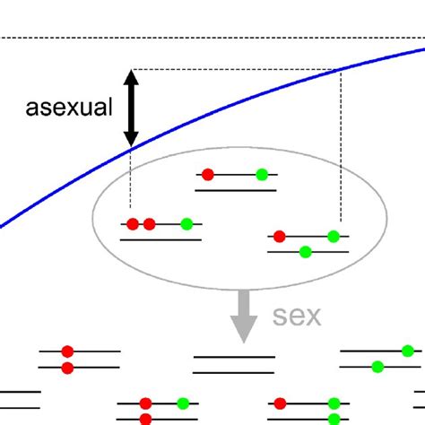 A Genetic Interpretation Of The Effect Of Sex On The Fitness Of Download Scientific Diagram