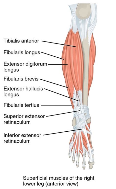 Posterior Calf Anatomy Muscles Of The Lower Leg Diagram Sexiz Pix