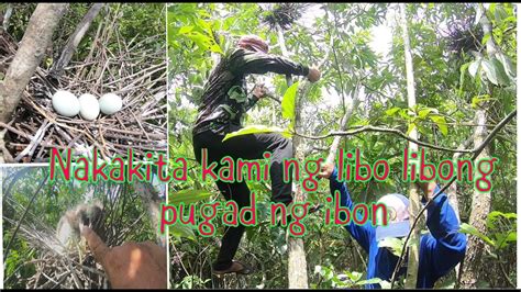 Libo Libong Pugad At Itlog Ng Ibon Sa Oriental Mindoro Youtube