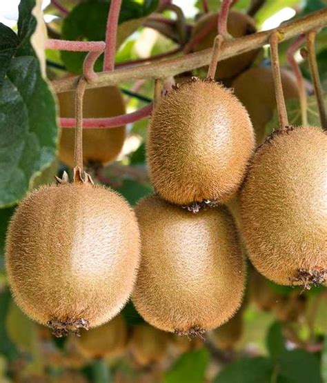 Drzewko Kiwi Jak Uprawiać Mini Kiwi W Domowym Ogrodzie Home
