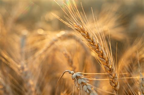 농업 분야 일몰의 배경에 밀의 잘 익은 귀 풍부한 수확의 개념 가까운에 대한 스톡 사진 및 기타 이미지 가까운 가을 경관 Istock