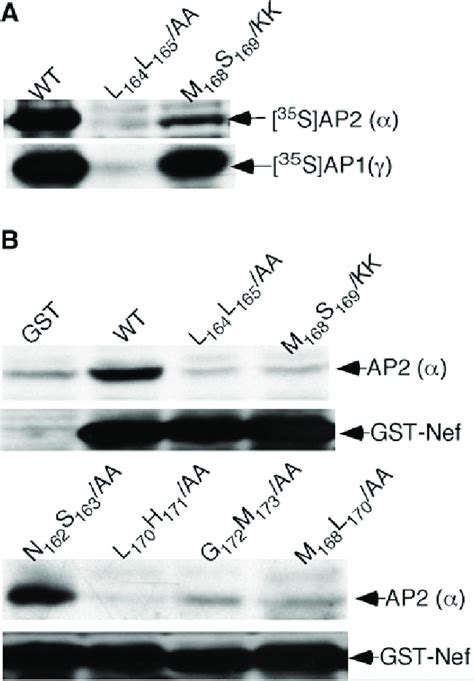 In Vitro Pull Down Assay Of Nef Ap2 Interaction A Coprecipitation Of Download Scientific