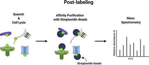 Use Of Proximity Labeling In Cardiovascular Research Jacc Basic To Translational Science