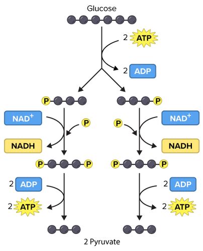 Cellular Respiration And Fermentation Flashcards Quizlet