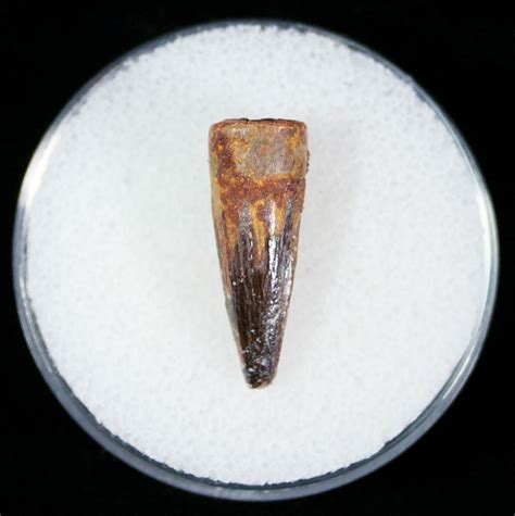 Nice Fossil Crocodile Tooth Cretaceous 6974 For Sale