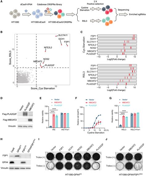Ferroptosis Surveillance Independent Of Gpx4 And Differentially