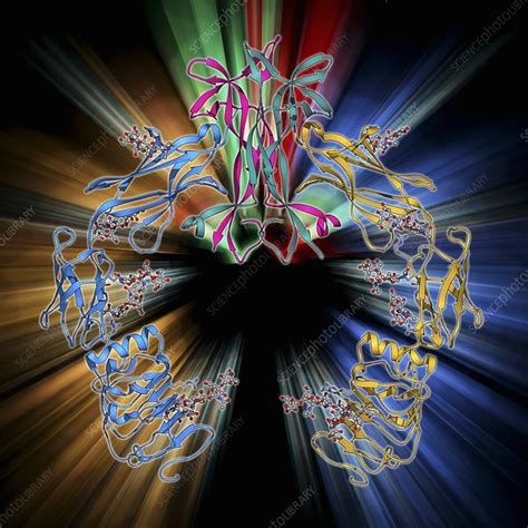 Nerve Growth Factor Bound To Receptor Stock Image F0096344