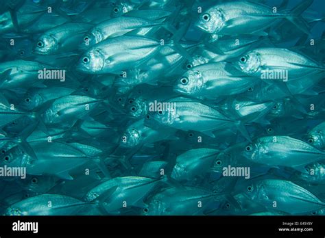 School Of Bigeye Jacks Trevally Caranx Sexfasciatus Misool Raja