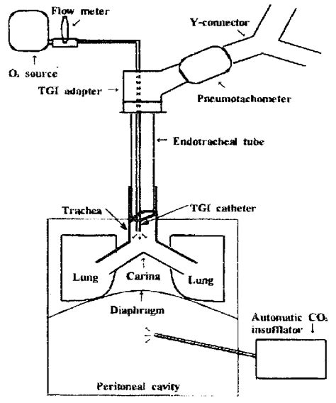 Schematic Presentation Of Experimental Design Tracheal Gas