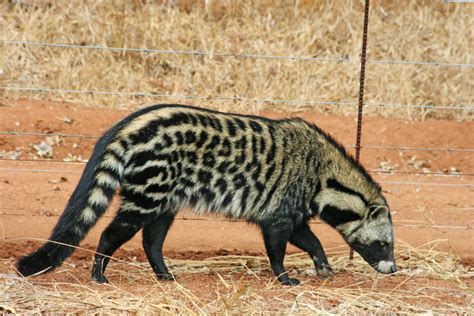 Meet The African Civet Africa Geographic