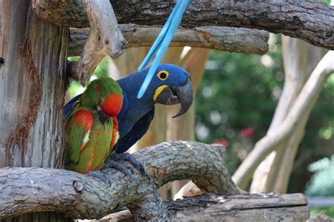 Free Images Branch Bird Wildlife Zoo Beak Fauna Macaw