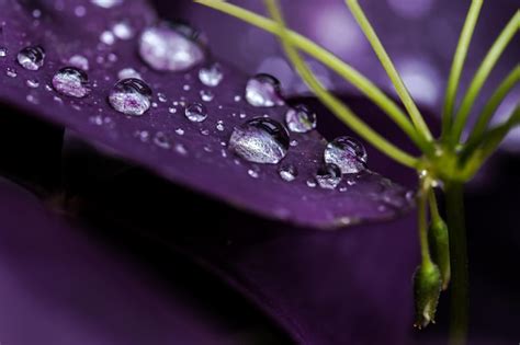 Premium Photo Oxalis Triangularis