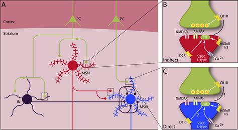 Striatal Plasticity And Basal Ganglia Circuit Function Neuron