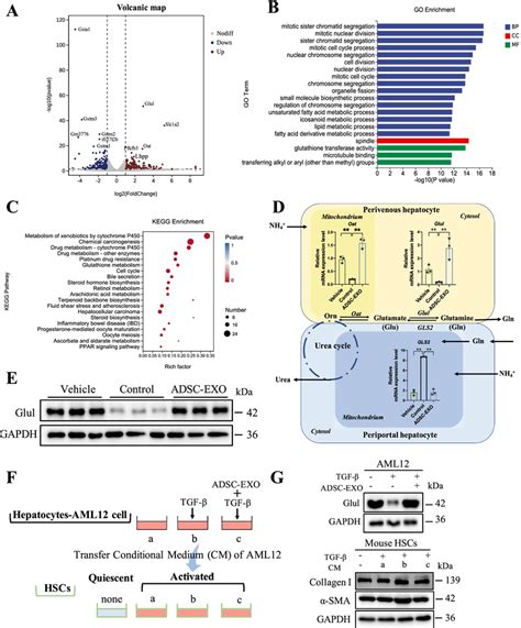 Hepatic Glul Was Up Regulated In Mice Treated With Adsc Exo Rna Seq Download Scientific