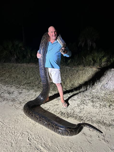 Images 198 Pound Burmese Python Captured In Collier County Nbc 6