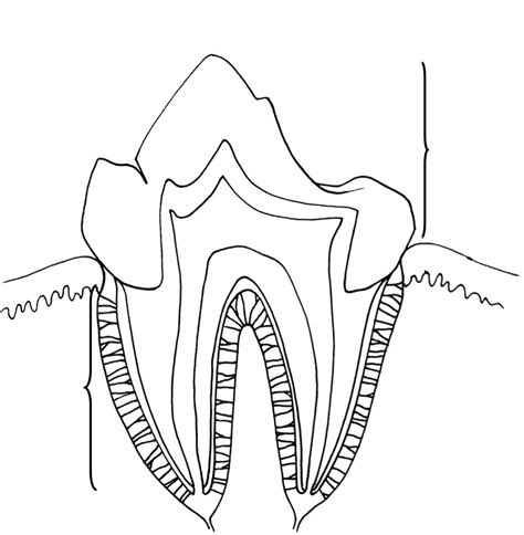 Tooth Diagram Diagram Quizlet