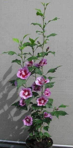 Hibiscus Syriacus ´flower Tower Purple´ ´gandini Santiago