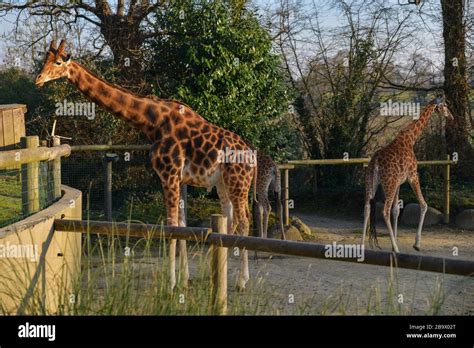 Giraffes Eat Leaves Of Trees In Spring Stock Photo Alamy