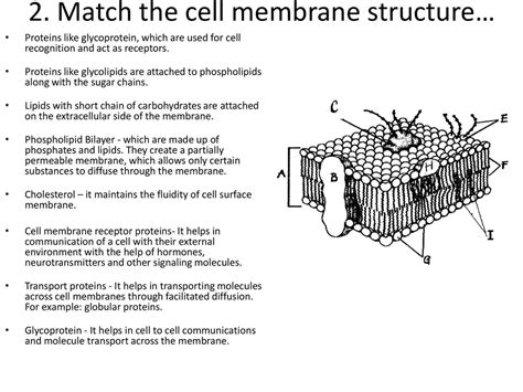 Membrane Transport 14 Worksheets Library