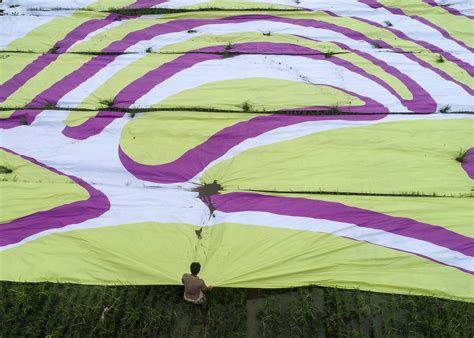 江苏泰州农民田间种出3D水稻画美不胜收 搜狐大视野 搜狐新闻