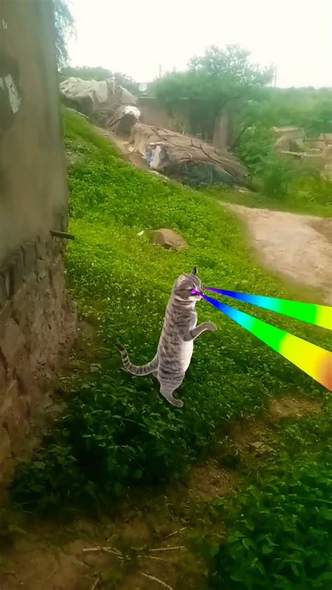 Billi Boli Meow🐈🐈💥 Trending Viralfunny 😻😻💥video Shortcut😂😂😂😂🙏🙏🙏🙏
