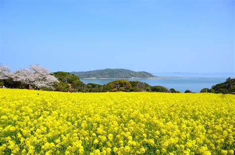 能古島2023 3月 1 菜の花畑と志賀島に青空 By Tradyo1 （id：11744804） 写真共有サイトphotohito